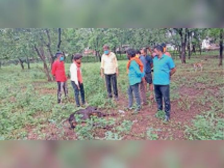 7 cattle killed in Labhra, villagers demand action against culprits ...