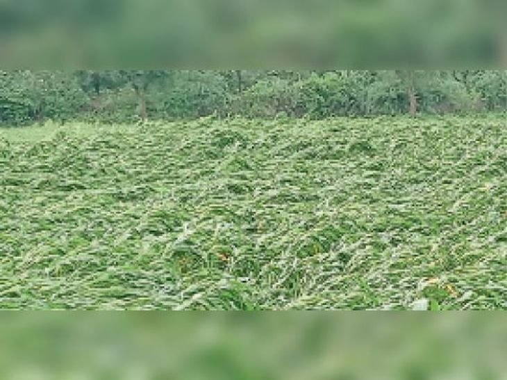 Now the experts of the Center will help to save Urad-maize crop from ...