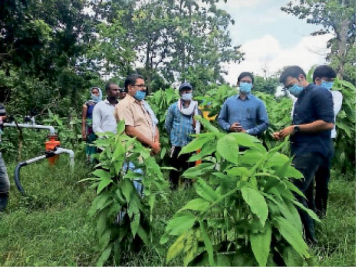 Officers took stock of lac production in Banoli | निरीक्षण: अफसरों ने ...