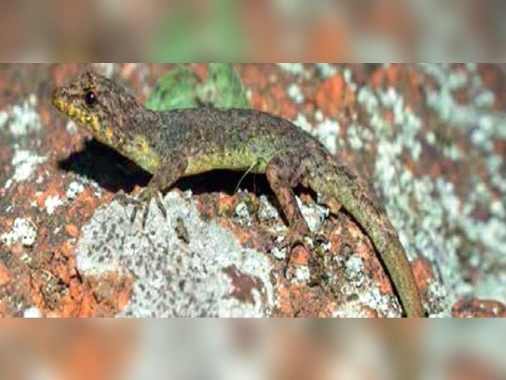 Last year, 368 new species of animals were discovered in the country ...