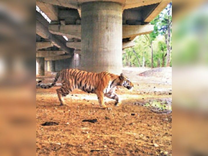 Five and a half thousand wild animals passed through the country's ...