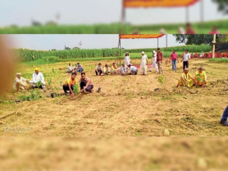 Pran Vayu gets 24 hours from Peepal and Tulsi, it is necessary to plant ...