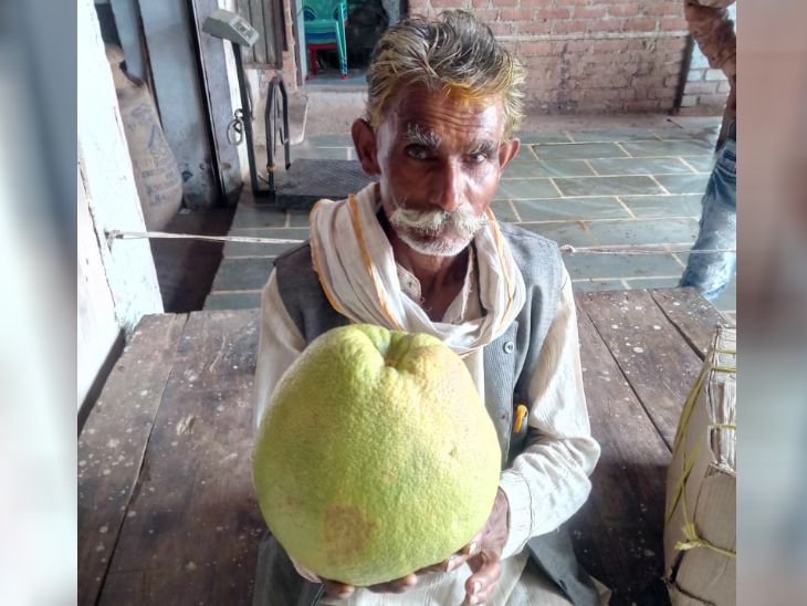 2 kg 100 g mausambi grown in farmer's field; Mausambi plant was brought ...