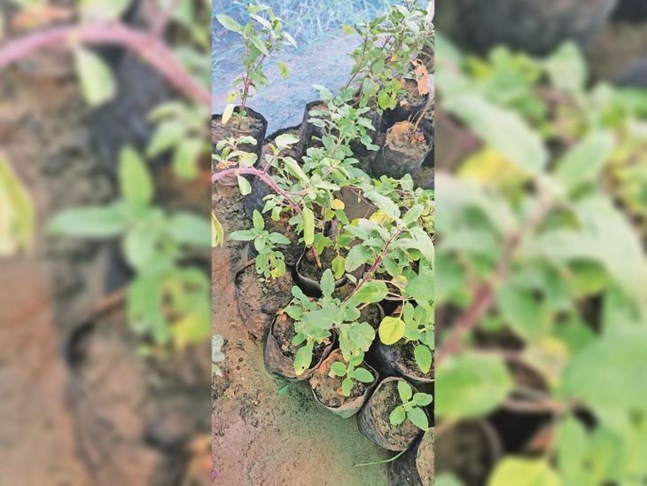 Giloy grew in the coronary, the practice of planting basil, nursery ...