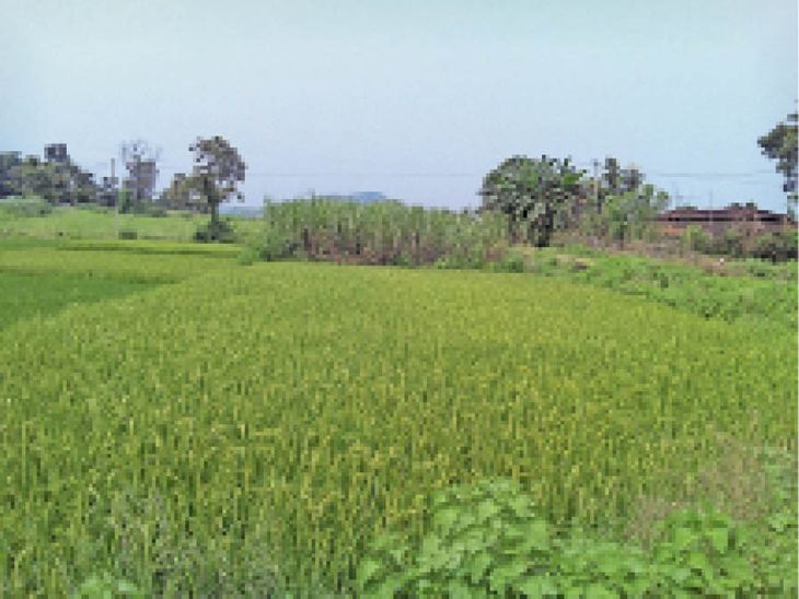 Farmers' faces blossomed after seeing good paddy crop | अच्छी खबर: धान ...