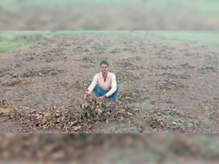 The rain destroyed the ud and urad, the farmer said - the cut crop ...