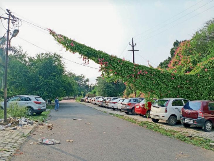 This picture should be changed, greenery of negligence on the wire of ...