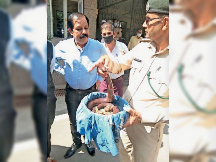 In the court, the judge of snake was thrown out of the box and then ...