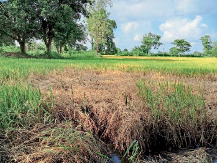 Insect pest in paddy crop due to rain, no effect of medicine | नुकसान ...