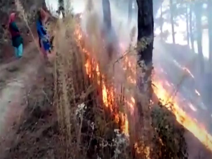 Fire in forest in Chaupal area of Shimla, burning of hundreds of apple ...