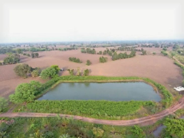 Tur farming on ponds and sails in half an acre | आम के आम गुठलियों के ...