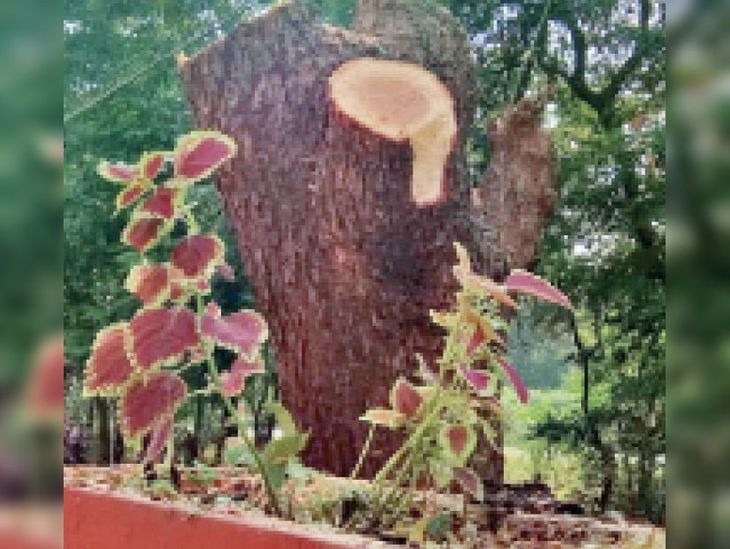 15 year old tree cut without permission
