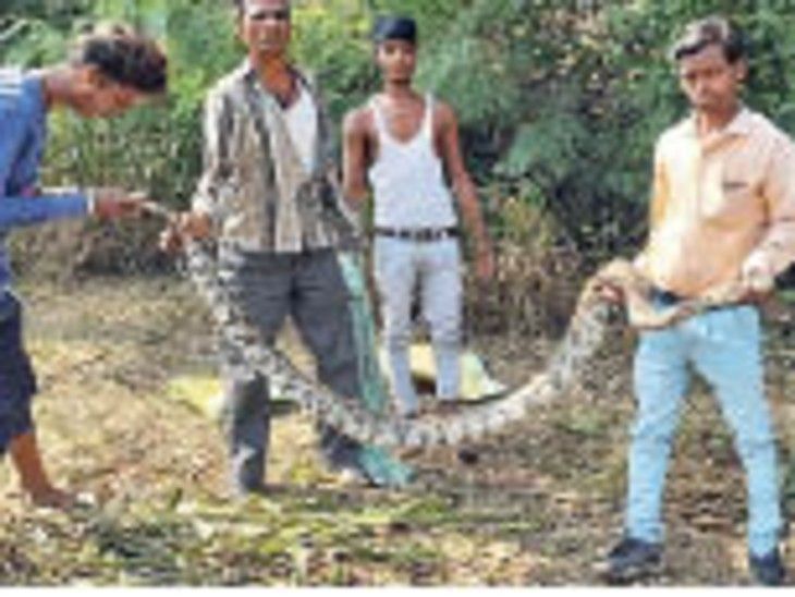 9 feet python rescue from population in Chirwa village