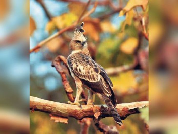 Shahbaz bird sighting in Jawahar Sagar Century | वन्य जीव: जवाहर सागर ...