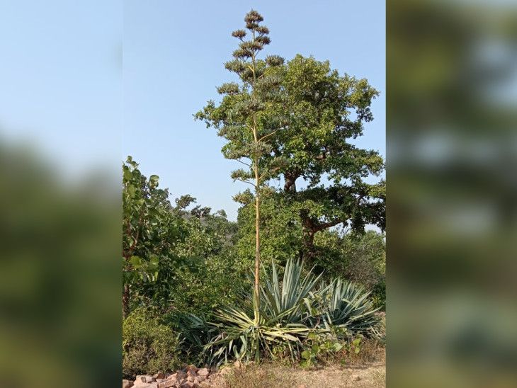 rare species of plant sanctuary rambans, 30 feet higher than the mango tree