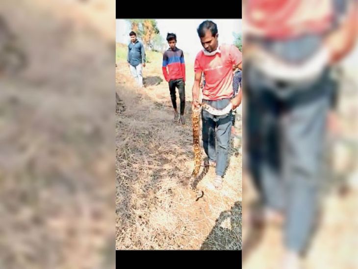 A 7-foot python was trapped in a trap since the next day | रेस्क्यू ...