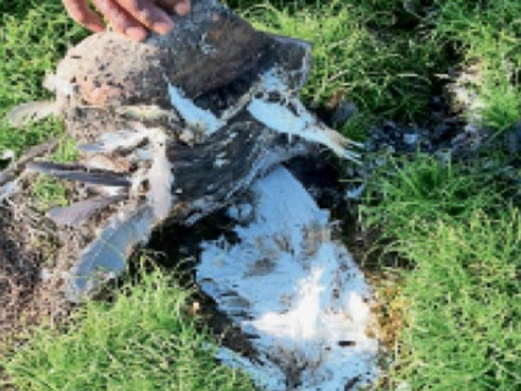 Carbofuron grains are fed in fish, killing birds, watching spectacle ...