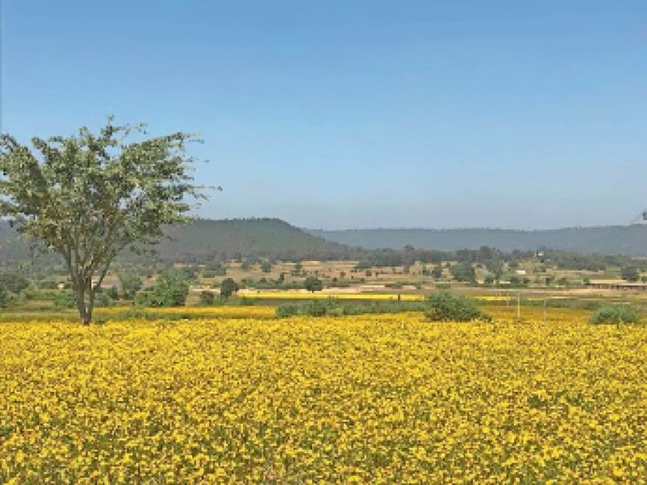 Breathing Ramtil increased the beauty of the text area | आइए जशपुर ...