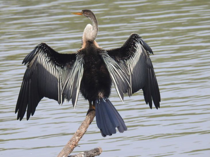 Flock of migratory birds have started appearing in the big pond of ...