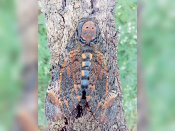 In the First World War, German soldiers learned the tricks of moths to ...