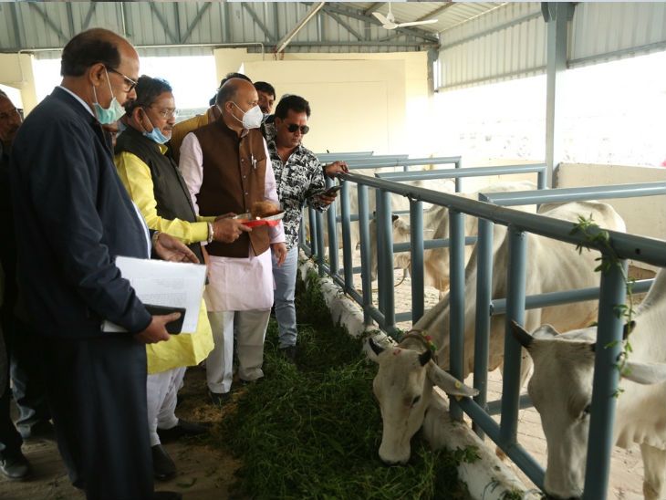 State's first animal breeding center in Ratona, cows of indigenous ...
