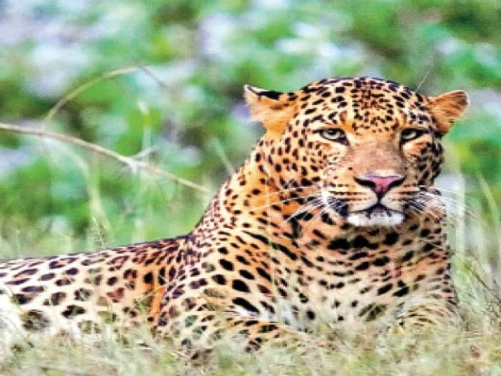 Number of leopards in the state increased by 88 percent, Kanha National ...
