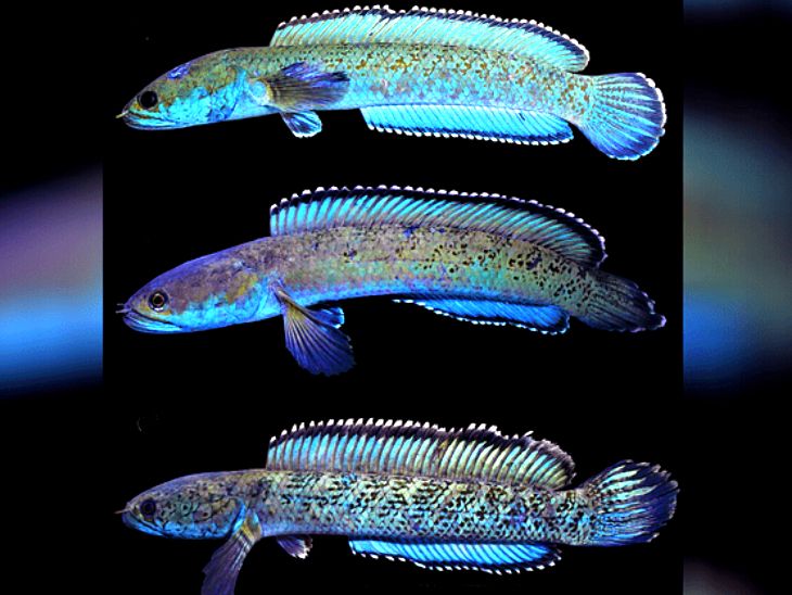 Snake-Headed Fish Found In Meghalaya Shillong | Here's All You Nee To ...