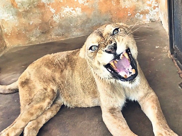 The last lioness 'Begum' also settled in the rescue center to forestall ...