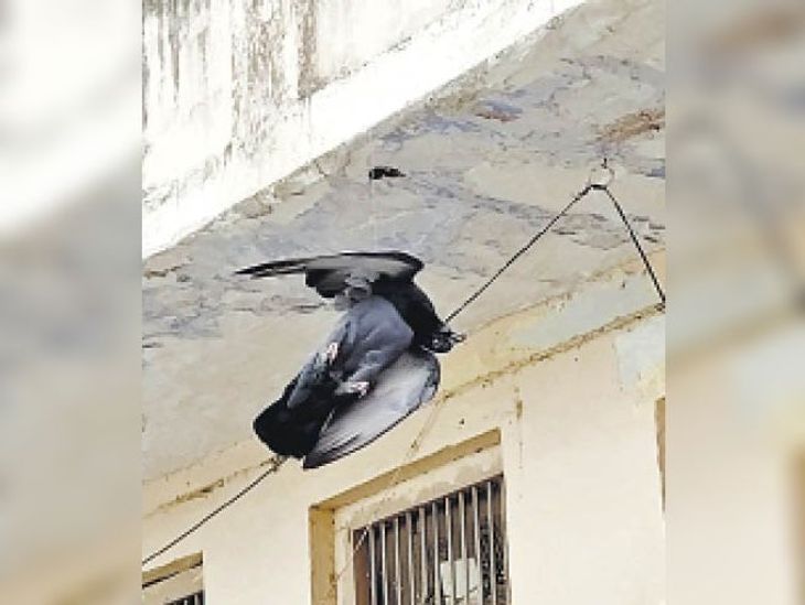 Chinese Manzee took the life of a pigeon, this picture can also be of a ...