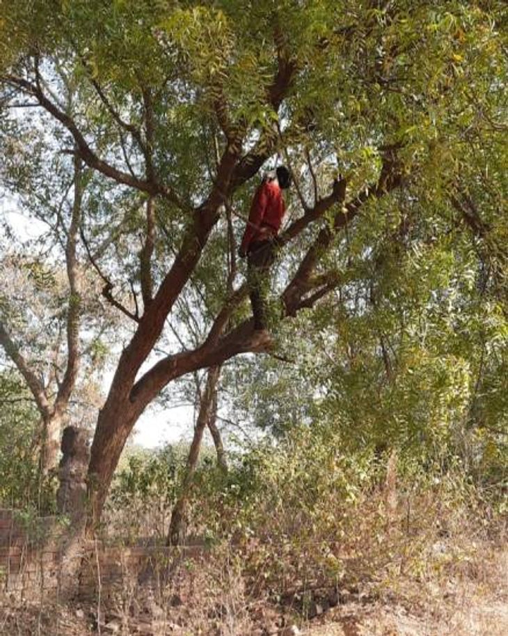 The laborer climbed the Neem tree and hugged the noose and made a leap ...