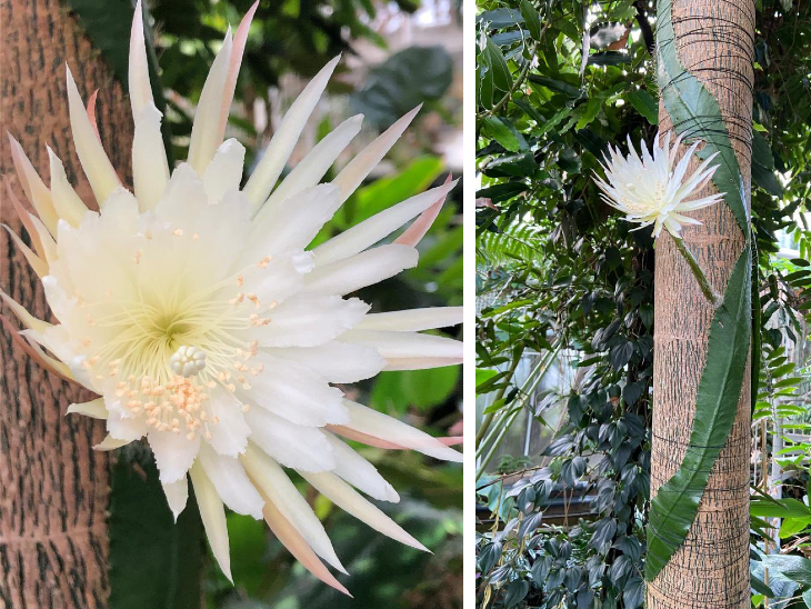 Moonflower; Rare Moonflower Cactus Blooms For First Time In UK