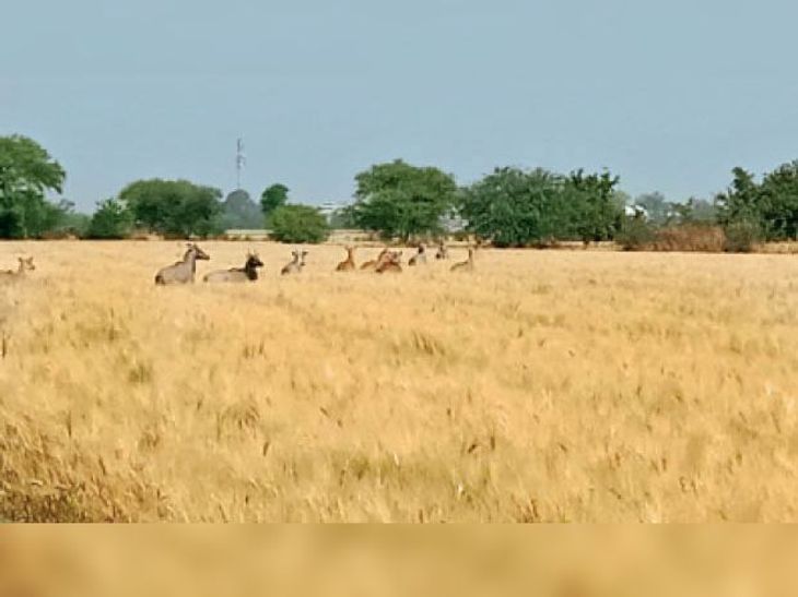 Nilgai terror in 11 villages of Tirla block, standing crop of wheat is ...