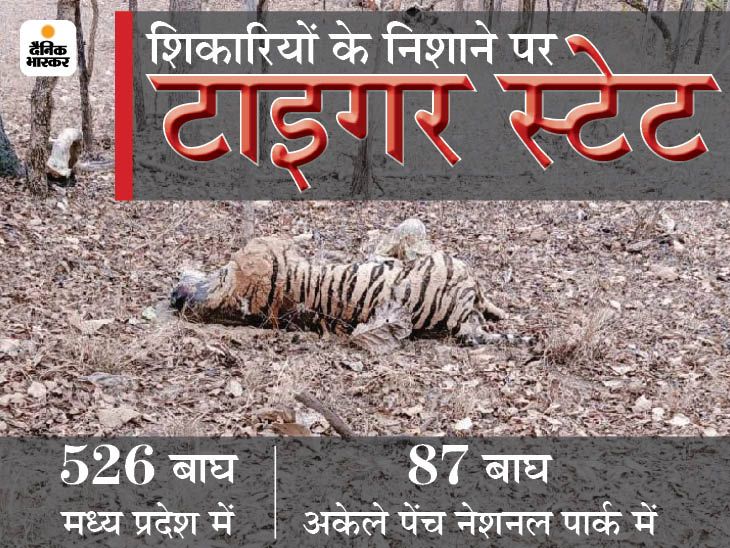 Tigers Dead Body Found Found In Madhya Pradesh Pench National Reserve Park