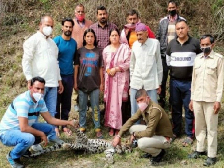 The body of a female leopard found in Chamba, there are many other ...