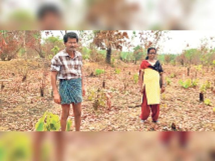 Hundreds of trees missing in Rupnarayanpur forest, Ranger investigated ...