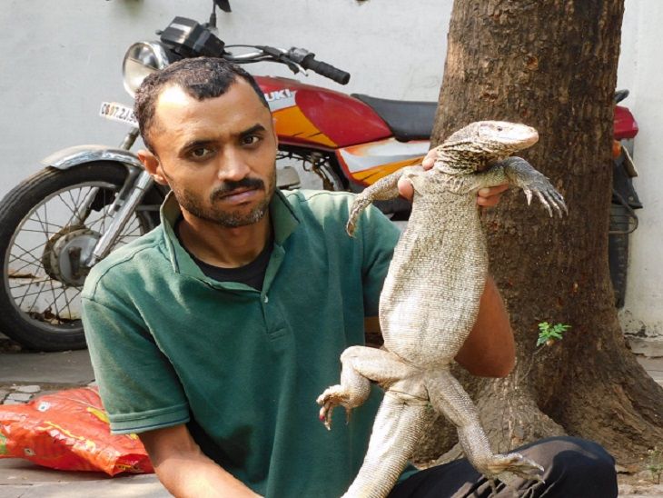 Lizard Species Monitor Lizard Rescue In Chhattisgarh Bhilai | मॉनिटर ...