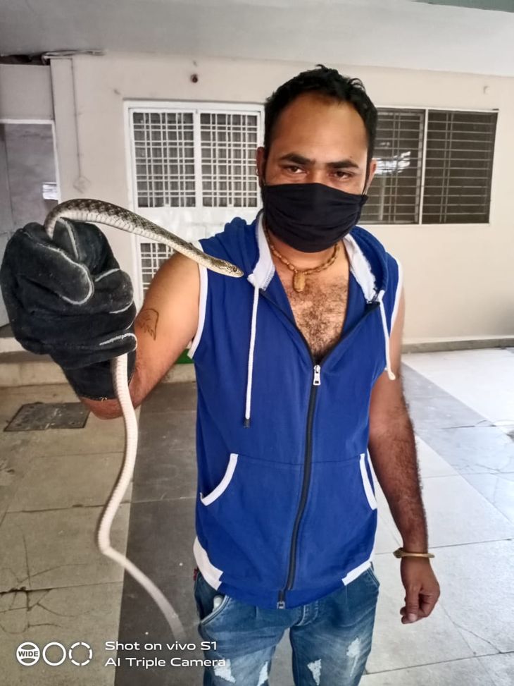 3 feet snake caught in 3 minutes, left in the drain | पूर्व विस अध्यक्ष ...