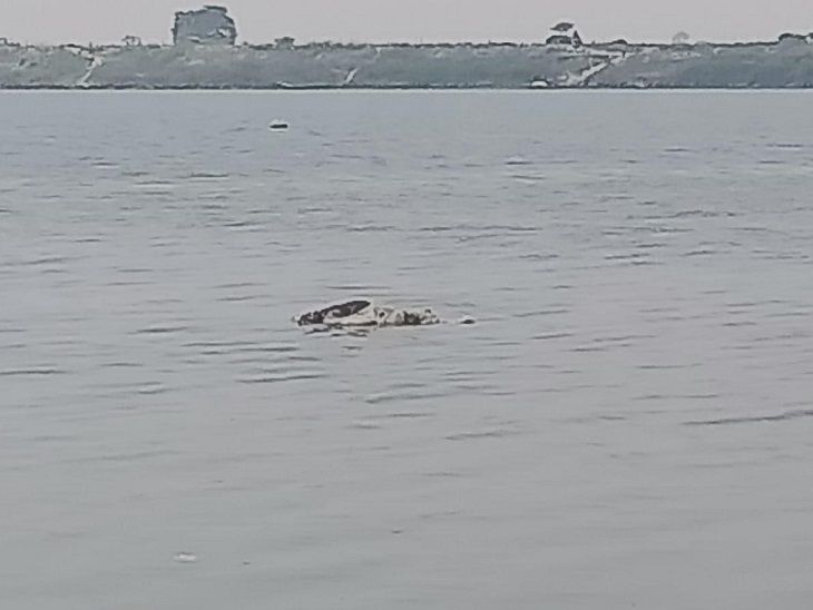 Bihar News; After Buxar two dead bodies found floating in ganga near ...