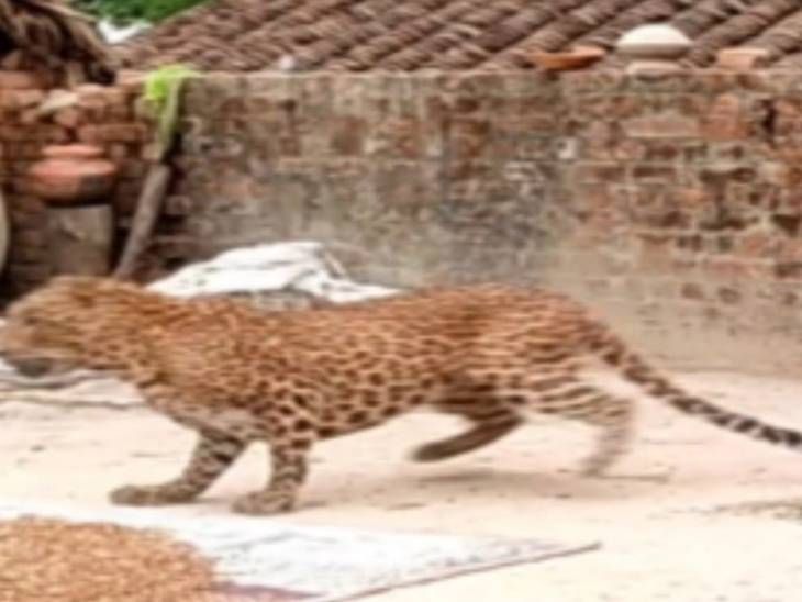 Leopard enters house after injuring two farmers, villagers panic