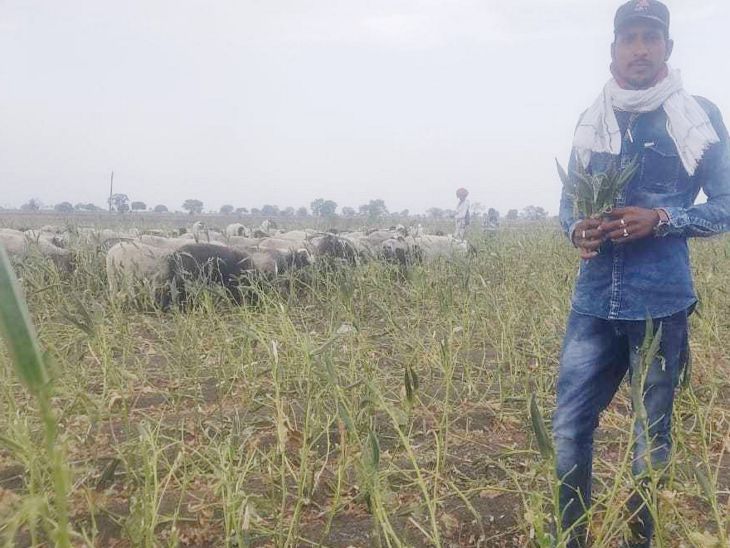 Farmer planted bhindi crop in 4 bigha field with a price of 3800 rupees ...