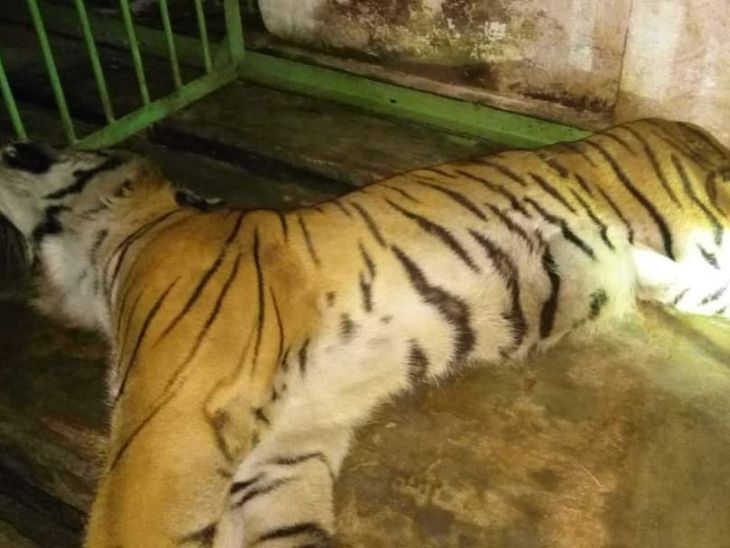 Tiger Death Due To Kidney Liver Infection In Ranchi Bhagwan Birsa ...