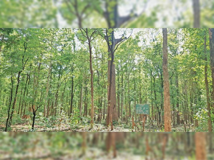 See... the 418 year old Sarai tree is more than 50 years old than the ...