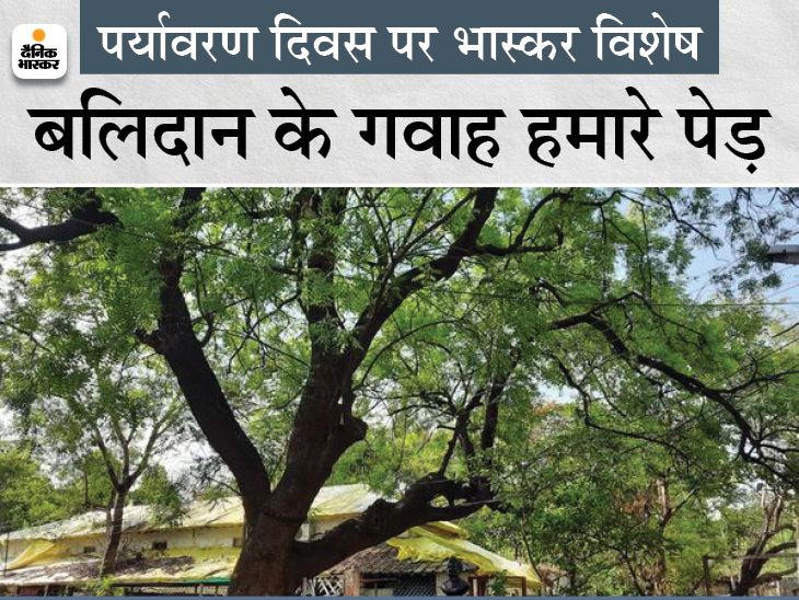 200 years old neem and banyan trees are witness to the revolution of ...