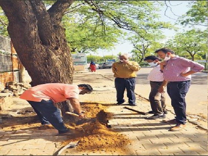 JDA - New plantation to old trees in monsoon, UDH - guideline will be ...