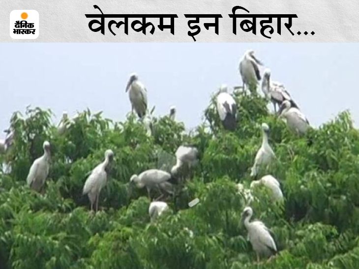 Monsoon In Bihar; Siberian Migratory Birds Seen In Patna Danapur ...