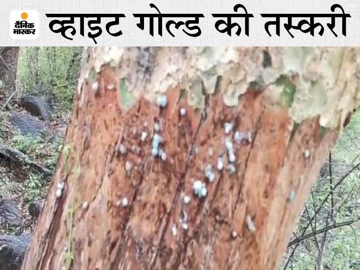 Ball smuggling from Salar trees in Kumbhalgarh Sanctuary