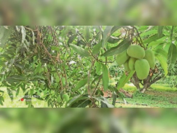By budding native mango trees, you are also getting fruits of other ...