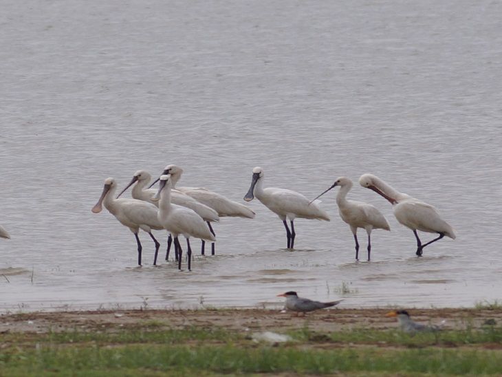 The Eurasian reached the Morel Dam during the summer migration of the ...
