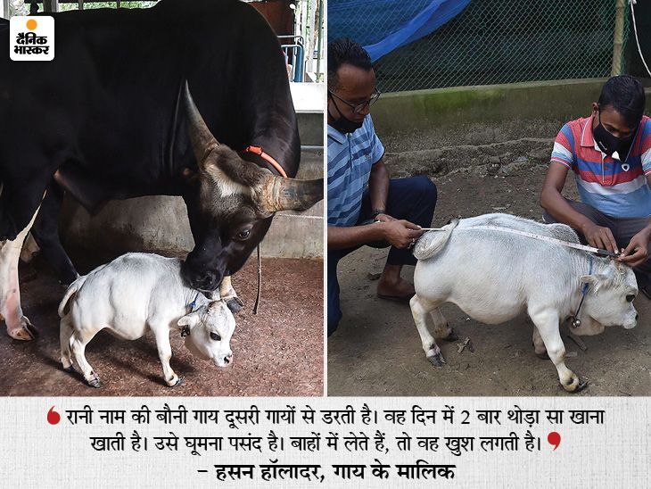 World's Smallest Cow In Bangladesh | Meet Dwarf Cow Rani Is 51cm-tall ...