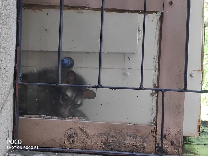 The female Brock entered the colony with her three children, there was ...